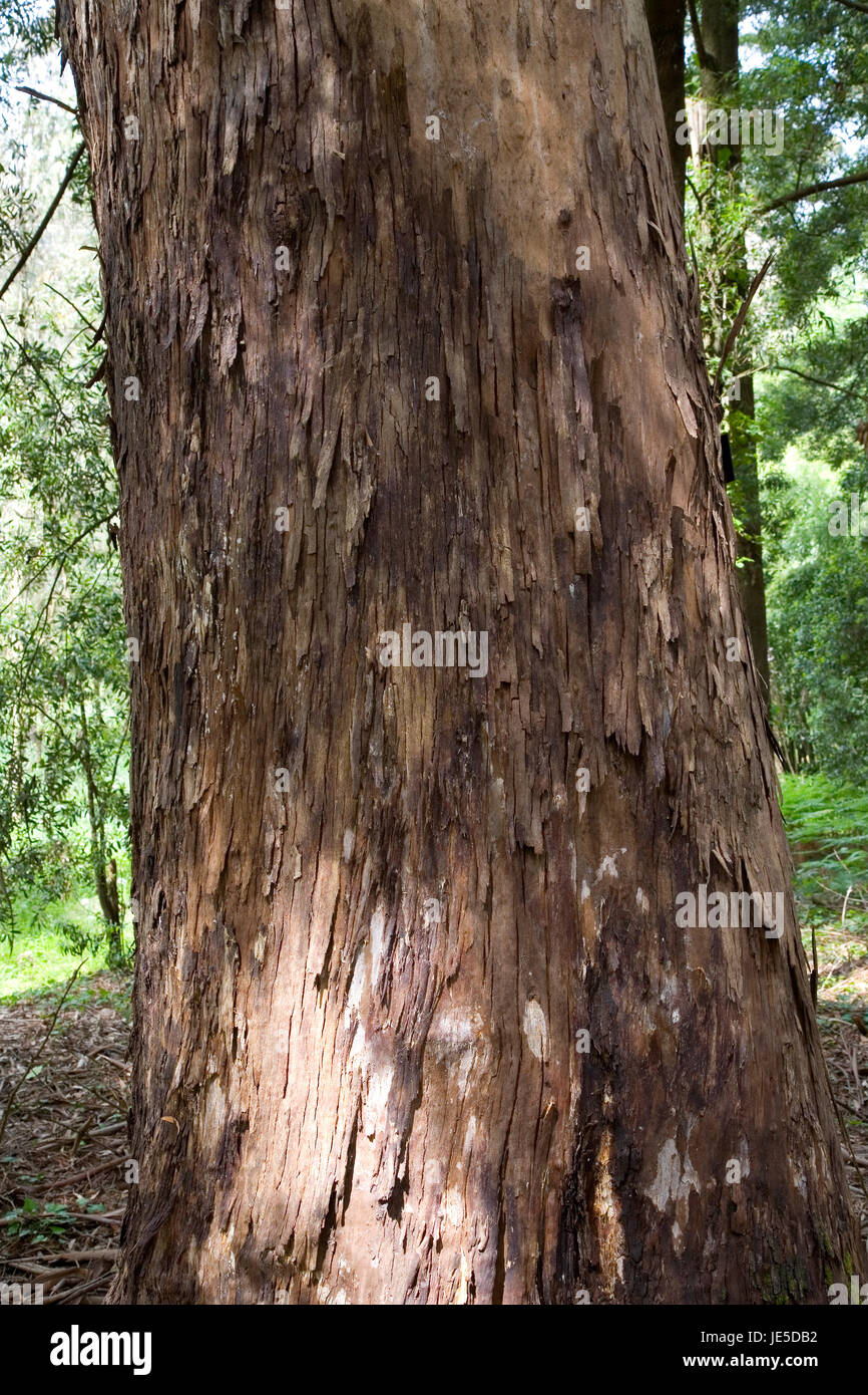 Swamp Gum Tree Stock Photos & Swamp Gum Tree Stock Images - Alamy