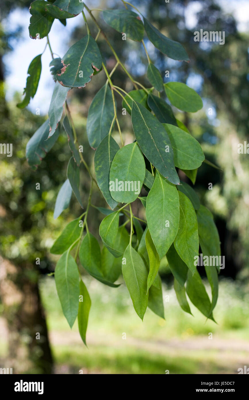 Swamp Gum Tree Stock Photos & Swamp Gum Tree Stock Images - Alamy