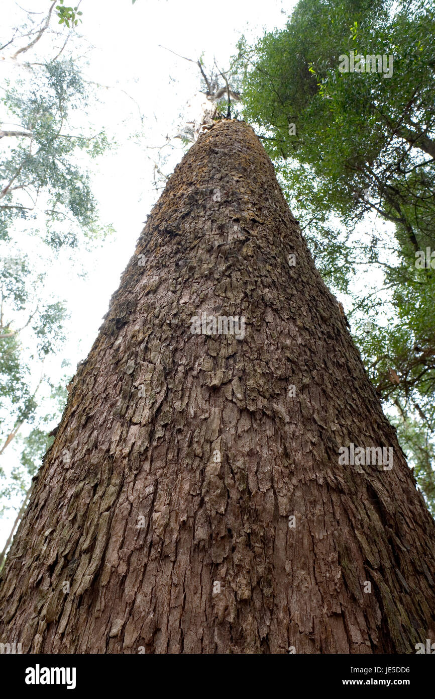 Bluegum Trees High Resolution Stock Photography and Images - Alamy
