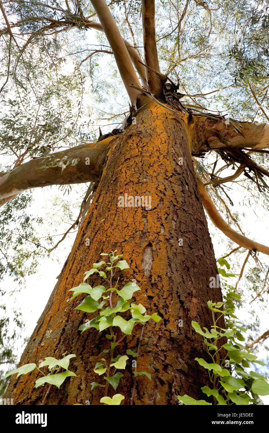 Eucalyptus Urophylla High Resolution Stock Photography and Images - Alamy