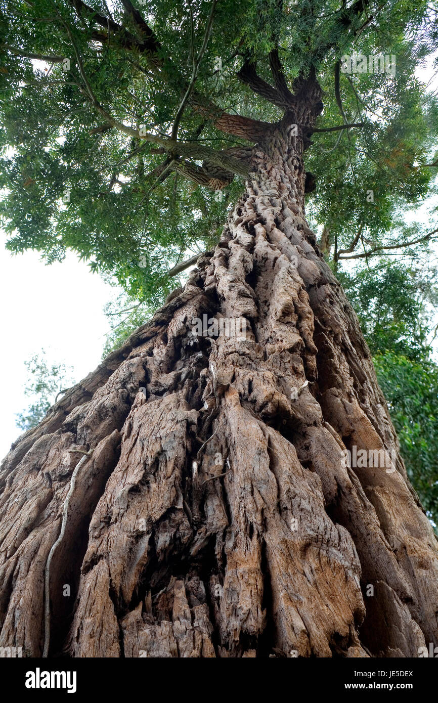 Eucalyptus Robusta Trunk High Resolution Stock Photography and Images ...