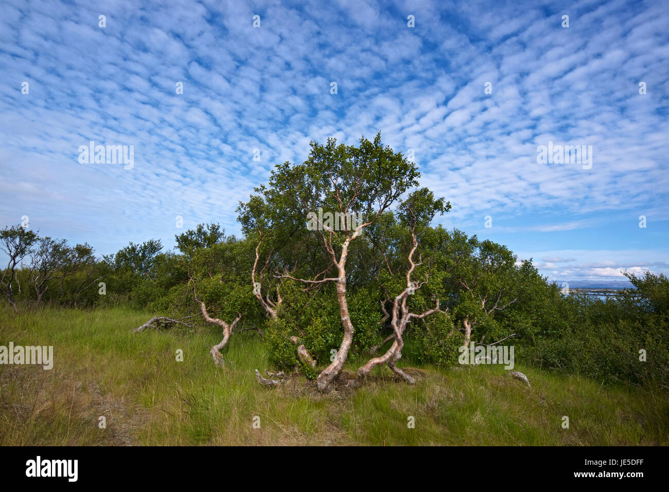 Stunted Trees High Resolution Stock Photography and Images - Alamy