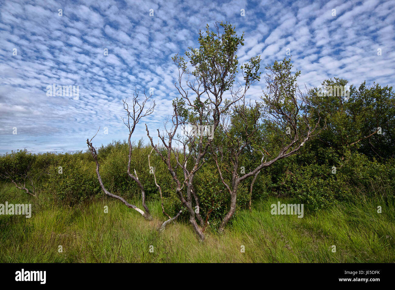 Stunted trees hi-res stock photography and images - Alamy