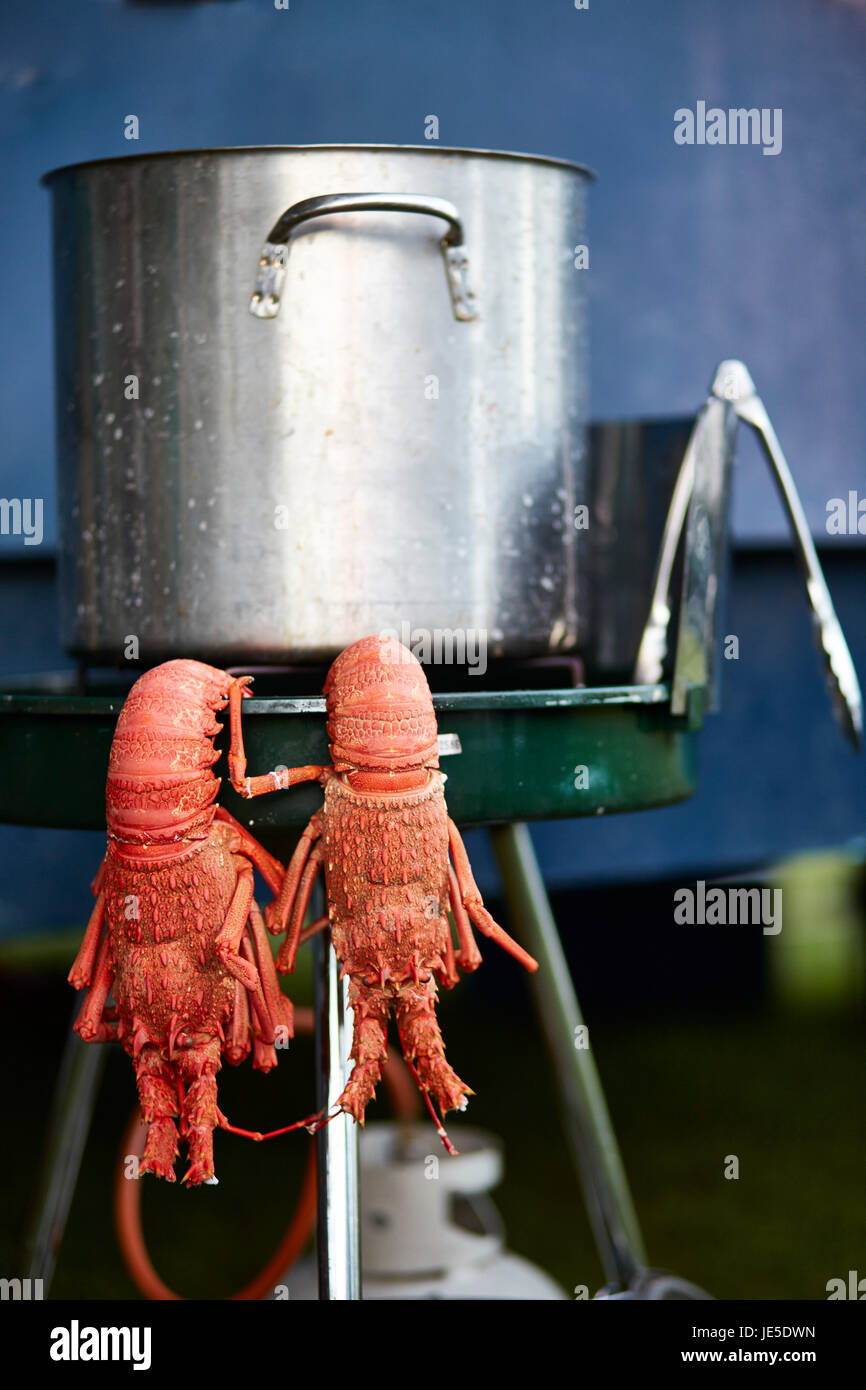 Crayfish Cooling next to boil pot Stock Photo - Alamy