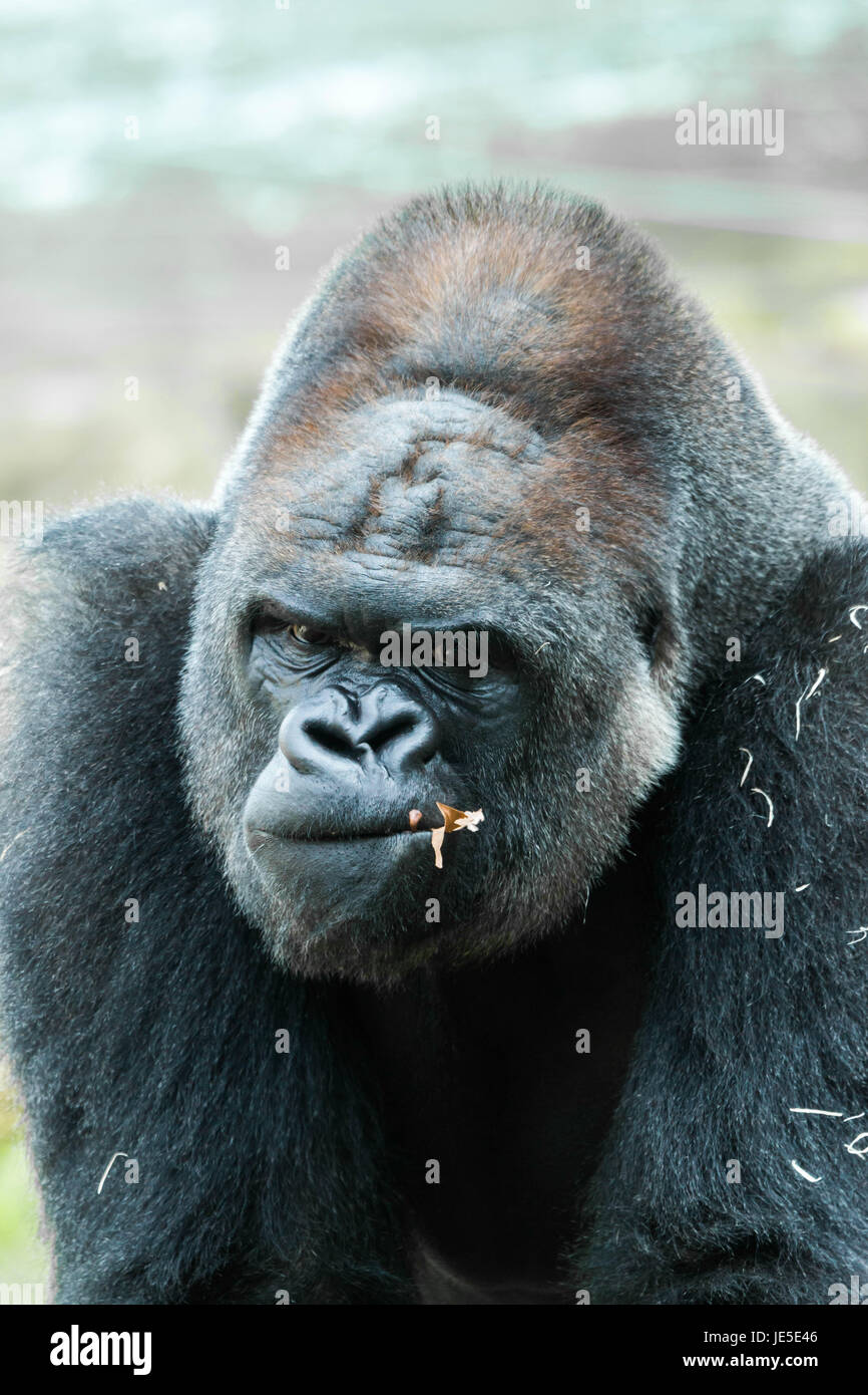 Face portrait of a gorilla male Stock Photo - Alamy
