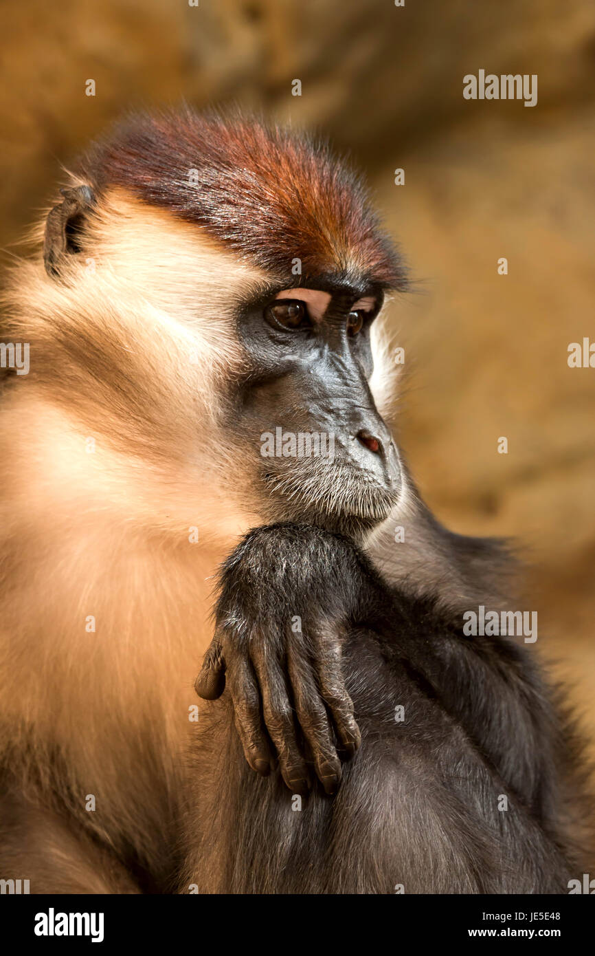 Collared mangabey ( Cercocebus torquatus torquatus Stock Photo - Alamy