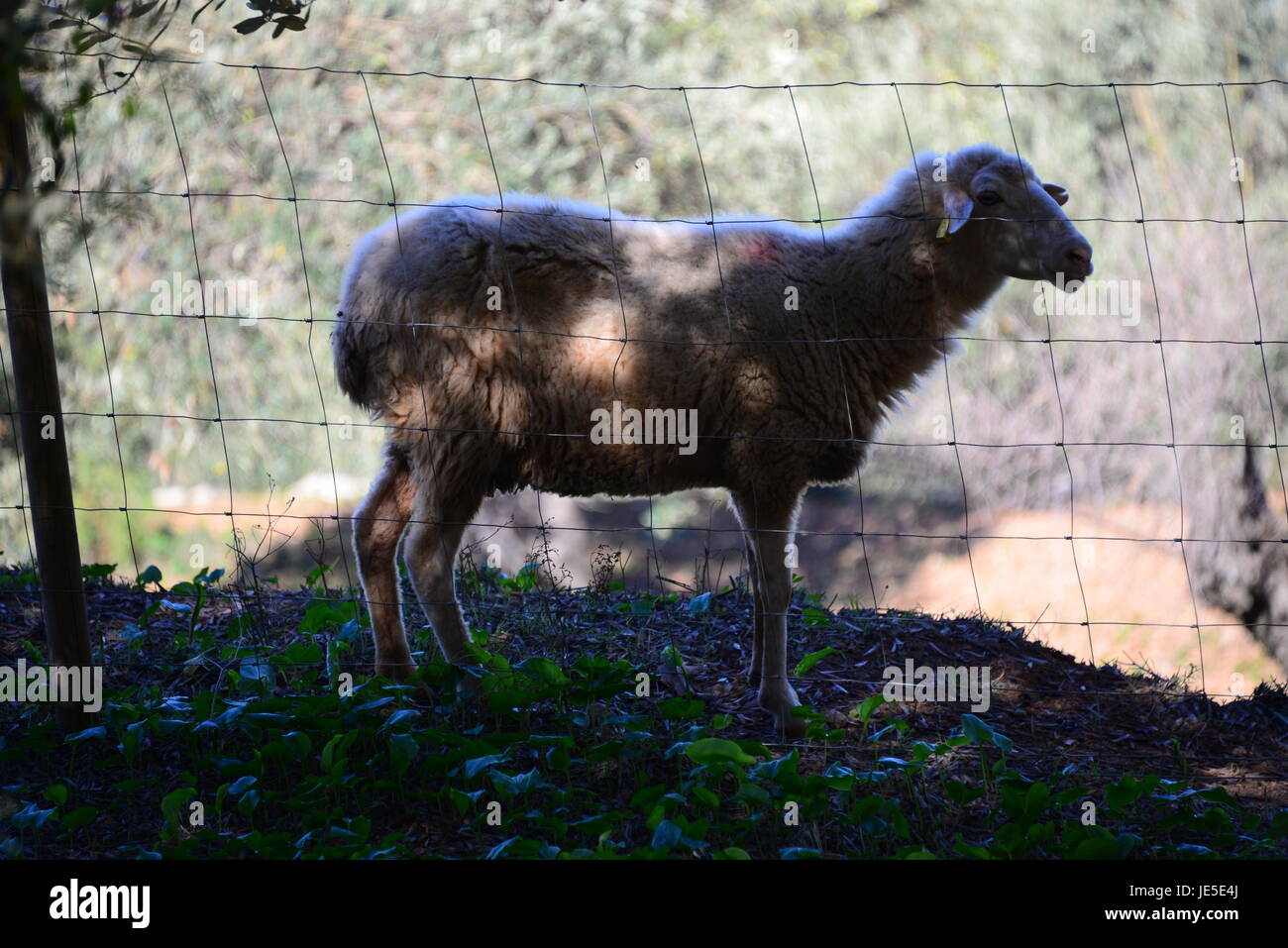 sheep - spain Stock Photo - Alamy