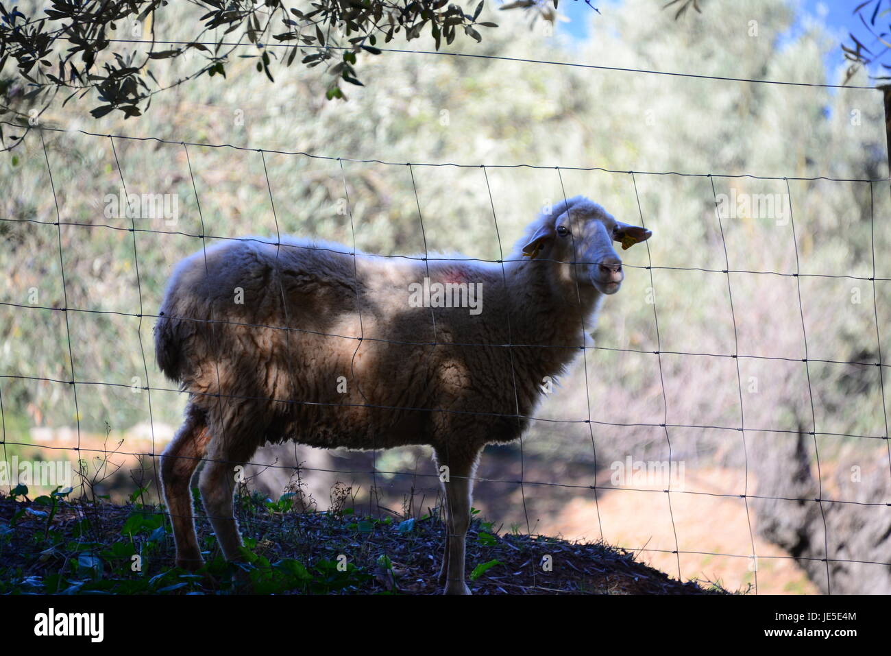 sheep - spain Stock Photo - Alamy