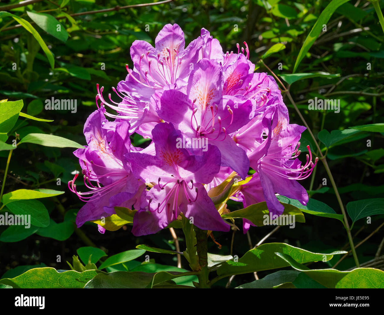 Close-up of a bright purple Rhododendron flower growing in the sunshine ...