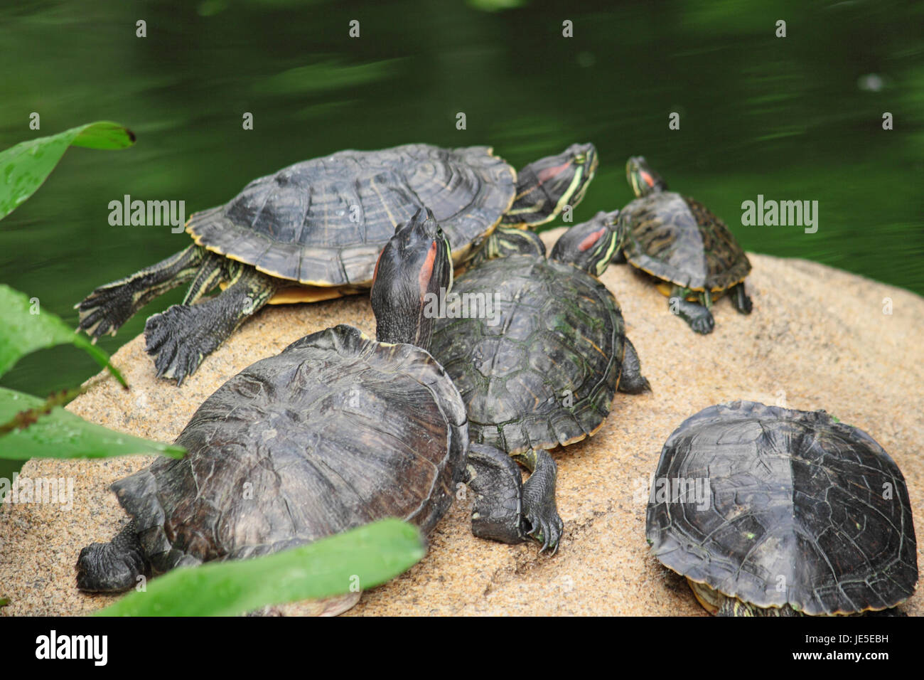 tortoise sitting on stone Stock Photo - Alamy