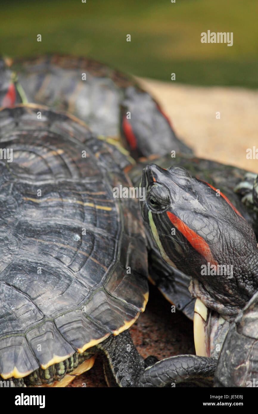 tortoise sitting on stone Stock Photo - Alamy