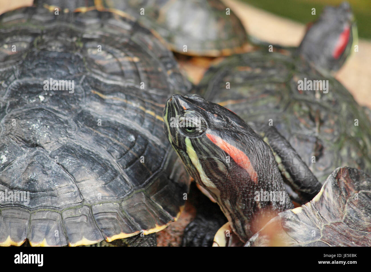 tortoise sitting on stone Stock Photo - Alamy