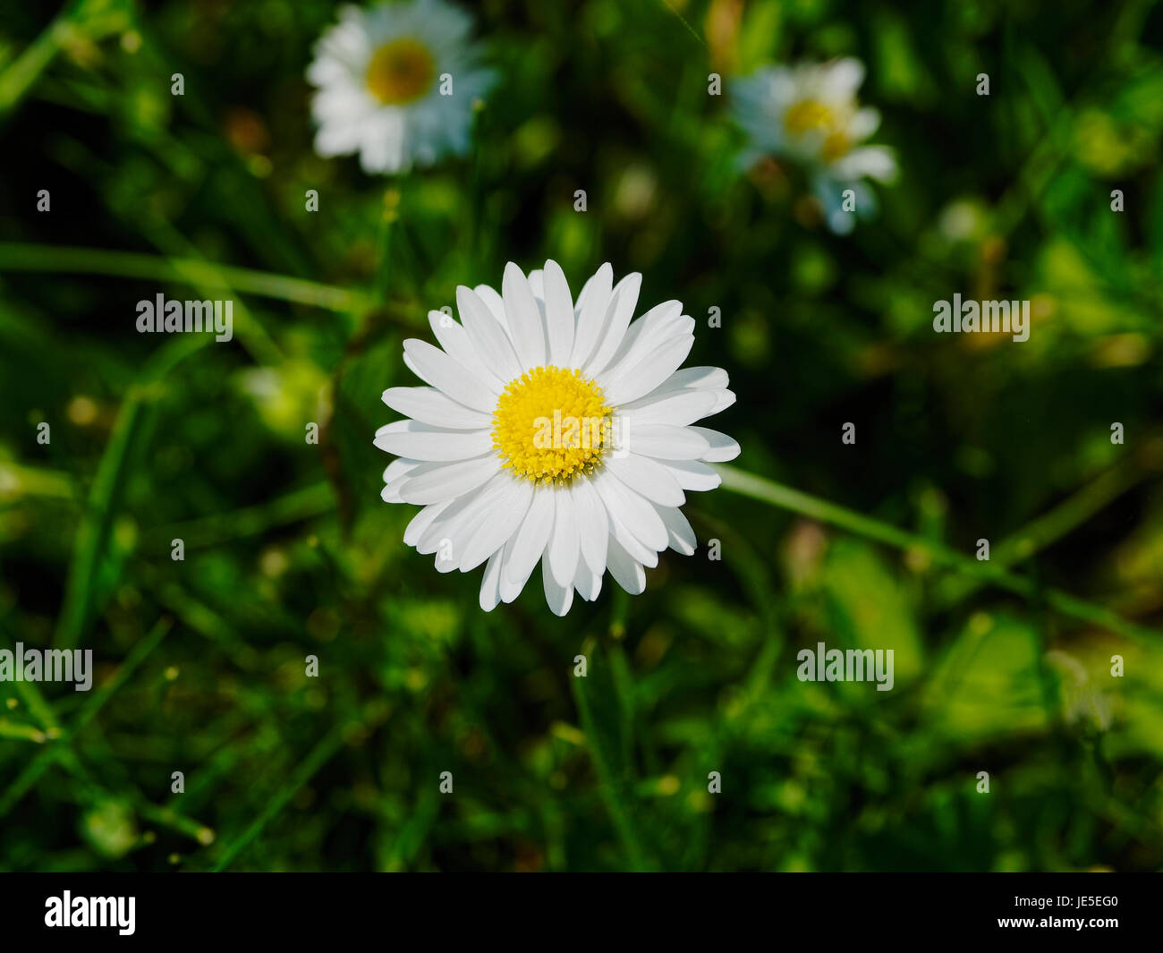Close up of a common daisy flower, growing amongst the grass in the ...