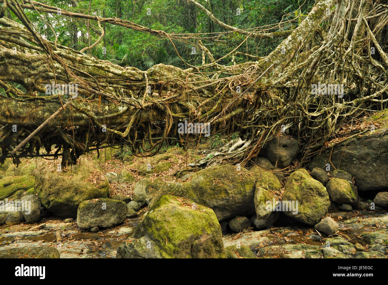 Old root bridge near Cherapunjee, Meghalaya, India Stock Photo - Alamy