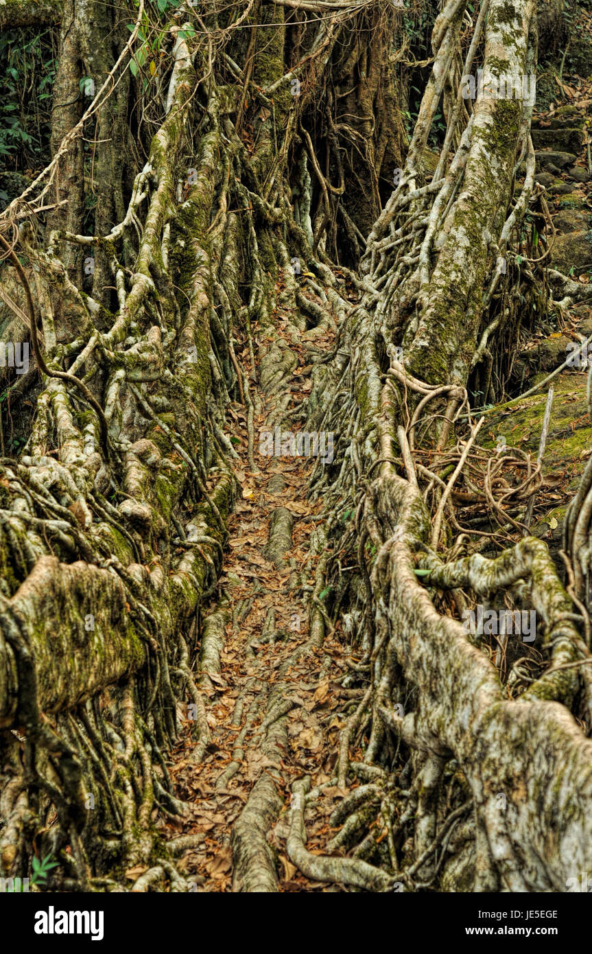 Old root bridge near Cherapunjee, Meghalaya Stock Photo - Alamy
