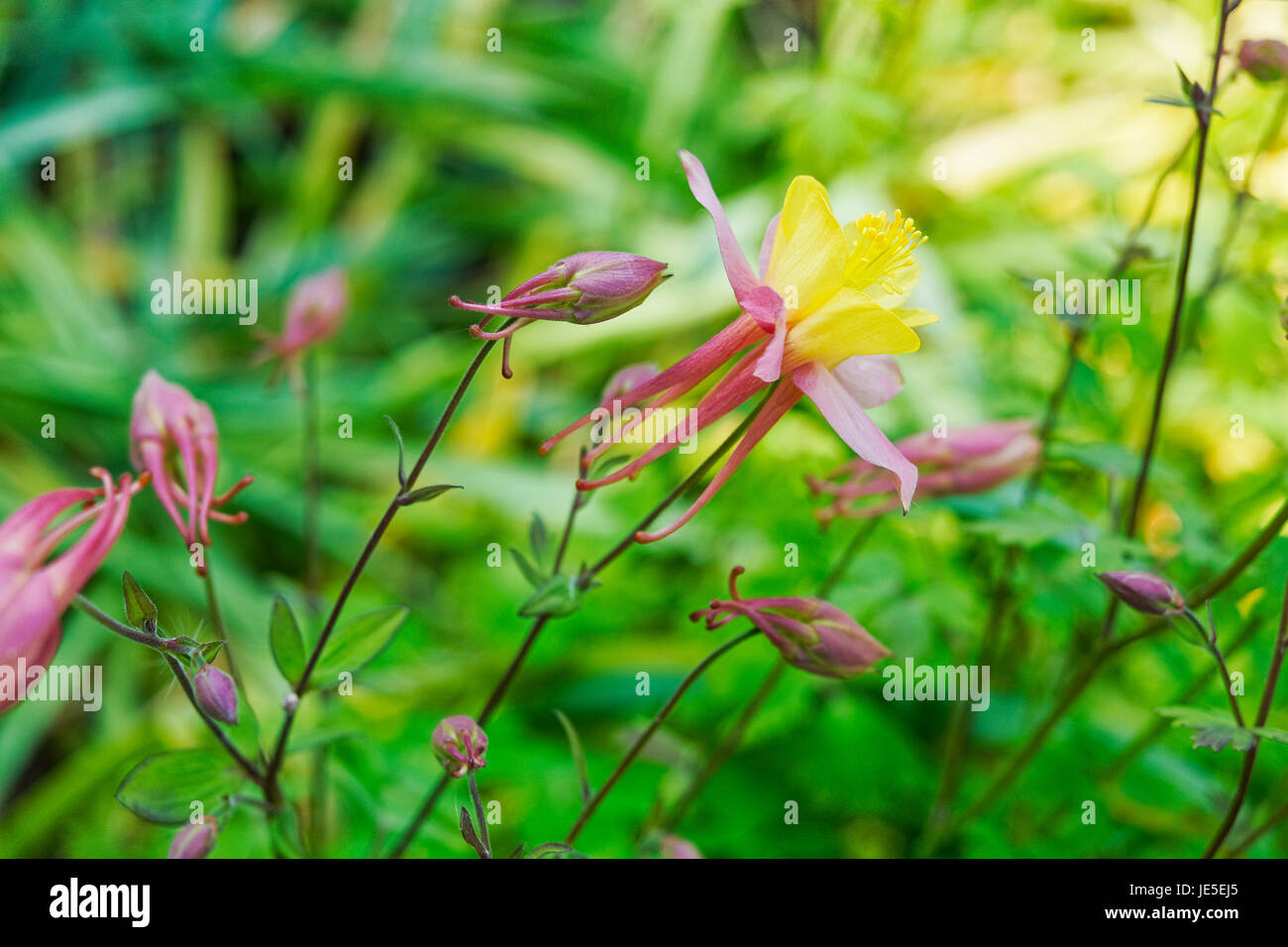 Spurred petals hi-res stock photography and images - Alamy