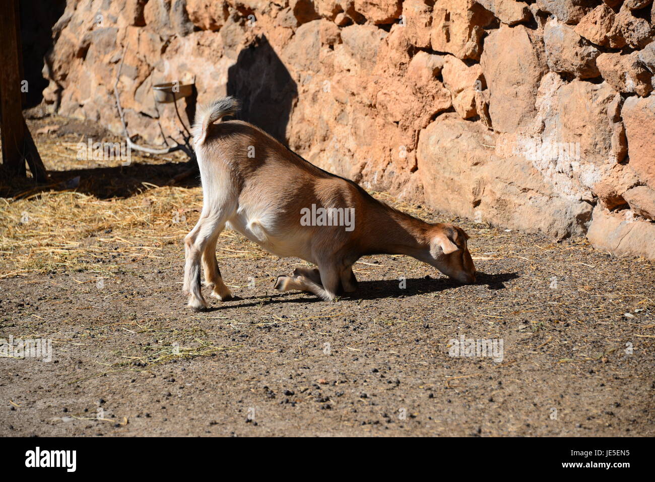 house goat - spain Stock Photo - Alamy