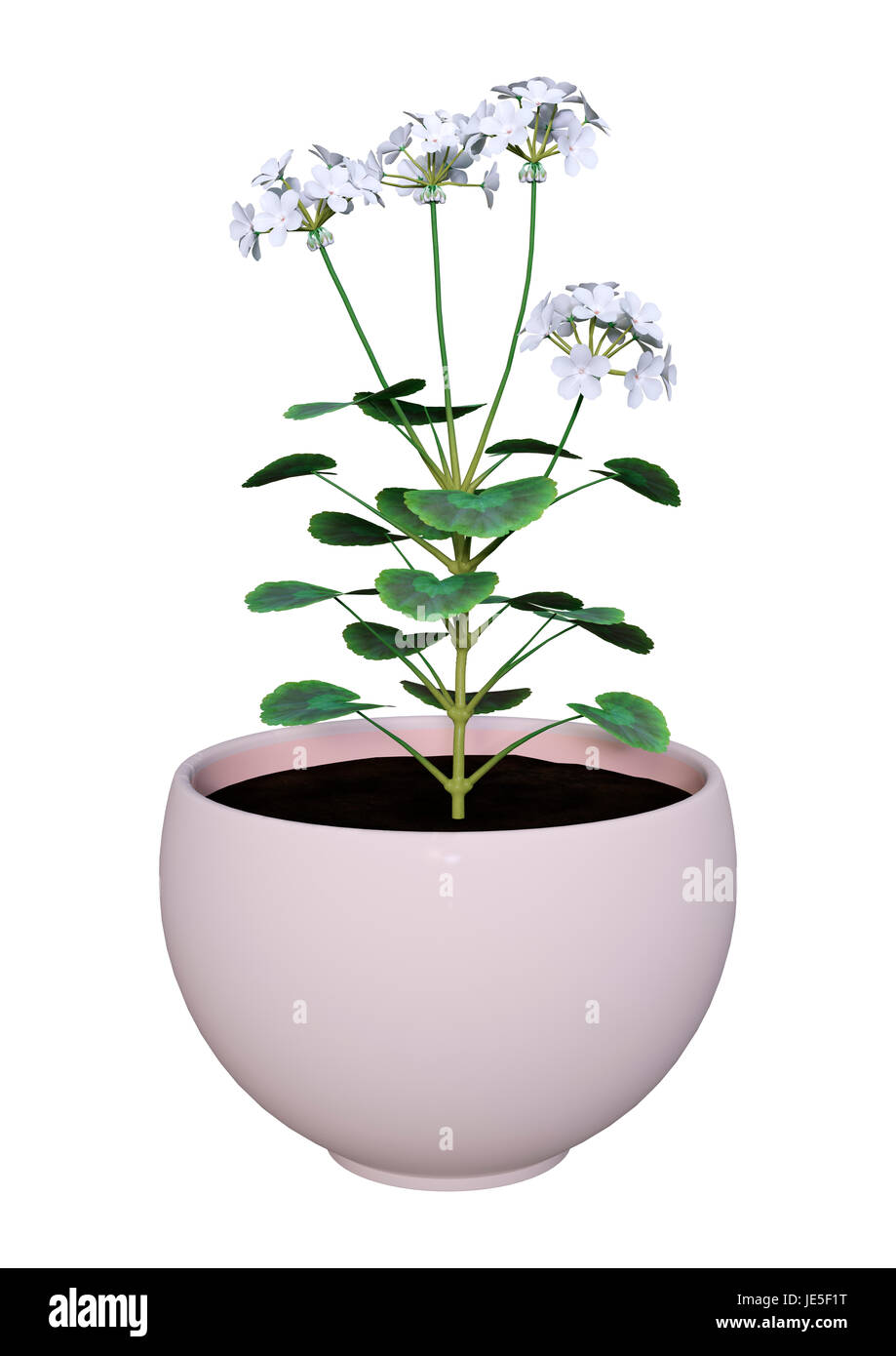 3D rendering of a geranium pot isolated on white background Stock Photo ...