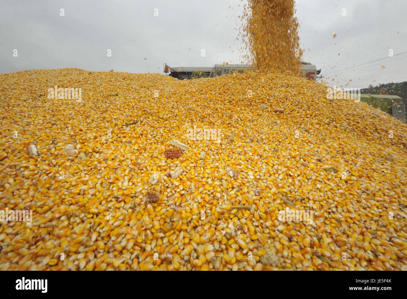 Mais ernte hi-res stock photography and images - Alamy