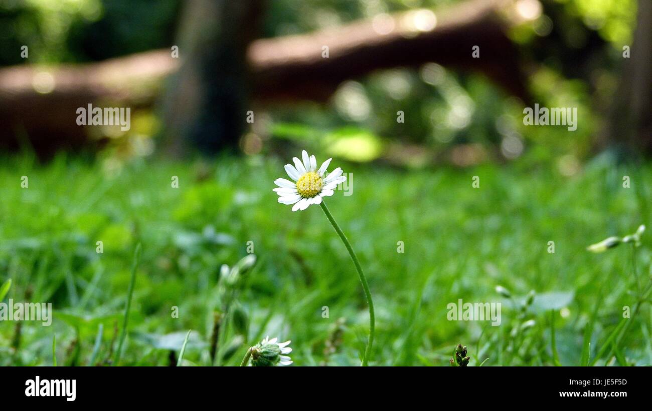 the little daisy Stock Photo - Alamy