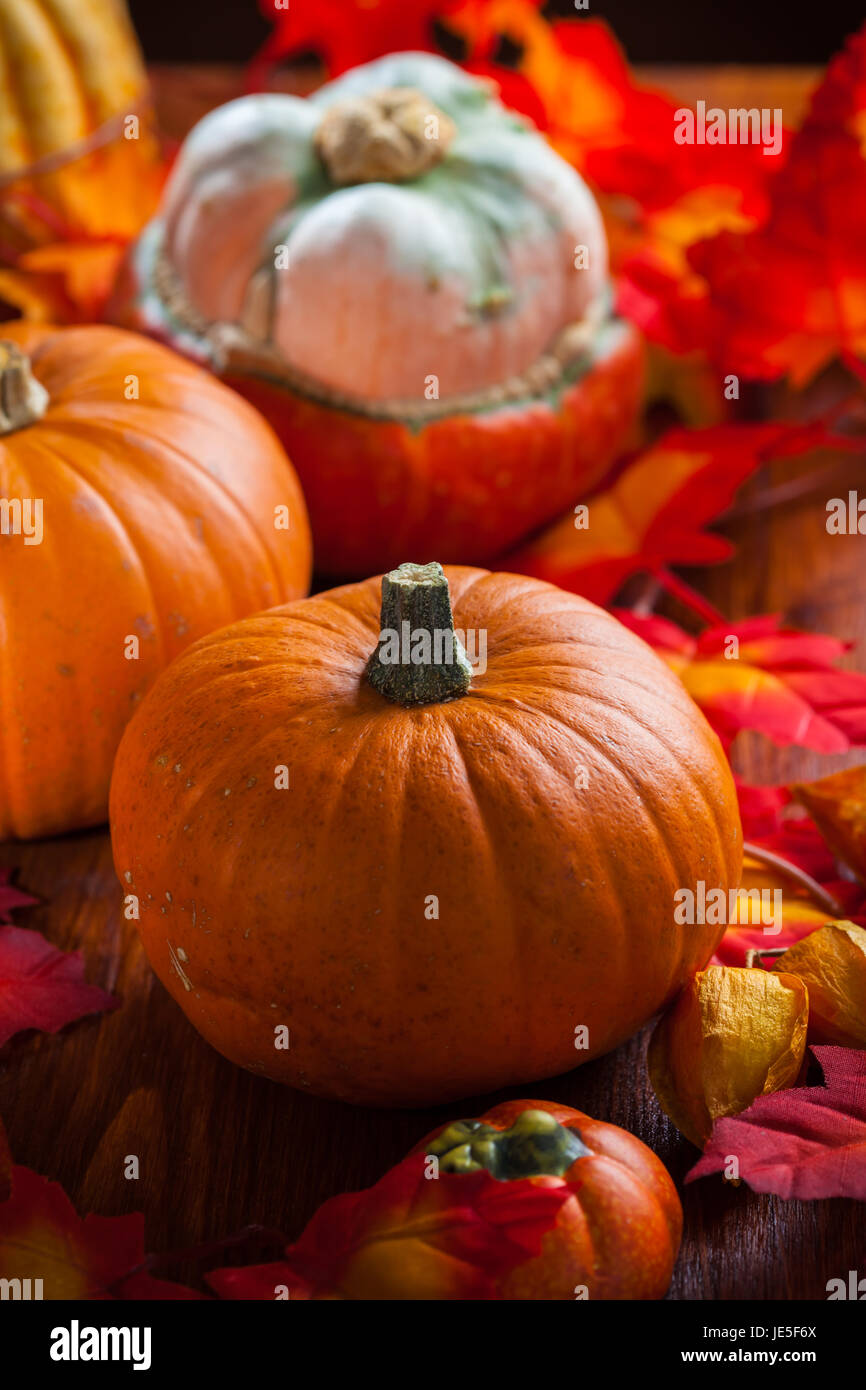 Traditional pumpkins for Thanksgiving and Halloween in autumn colors ...