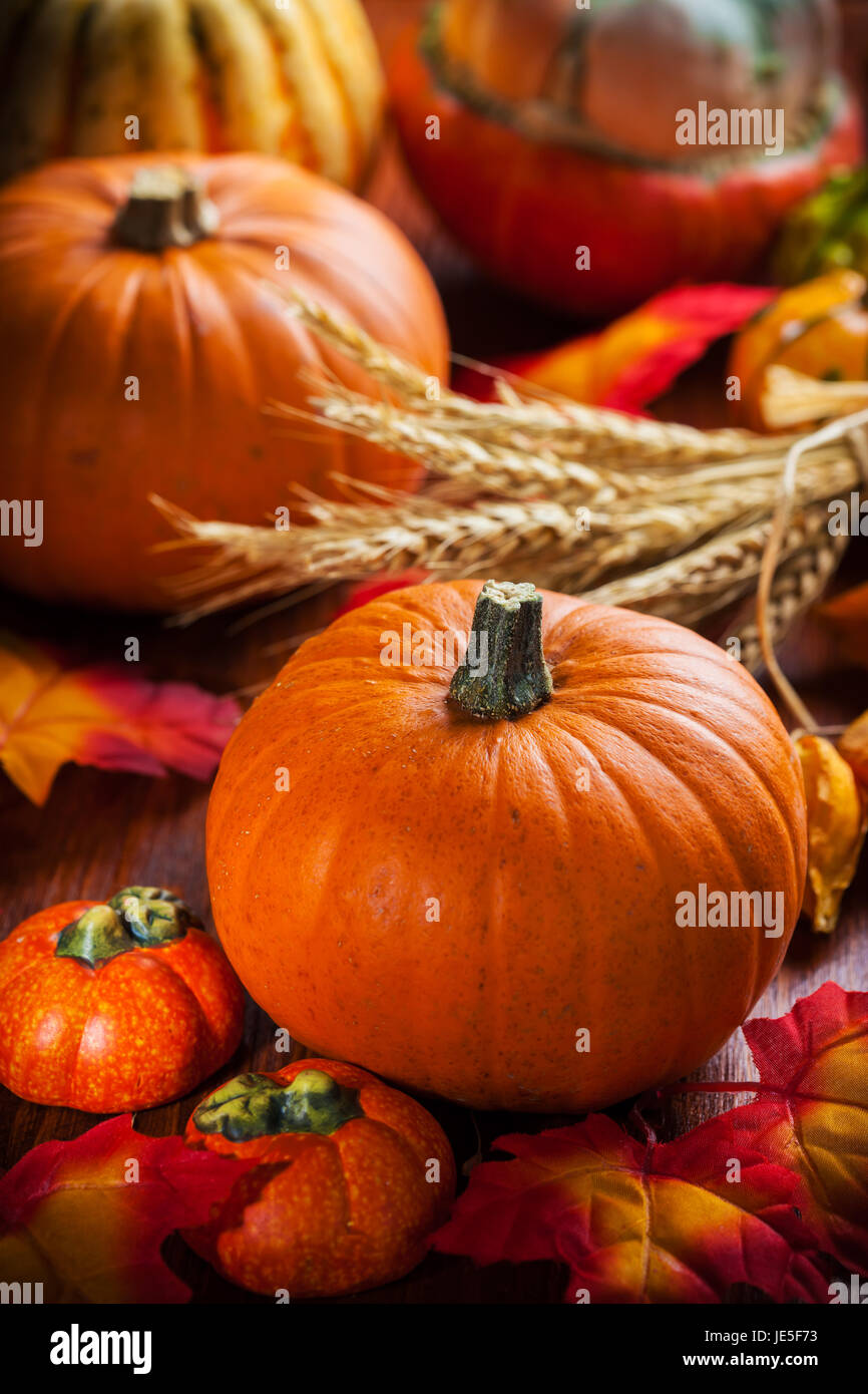 Traditional pumpkins for Thanksgiving and Halloween in autumn colors ...