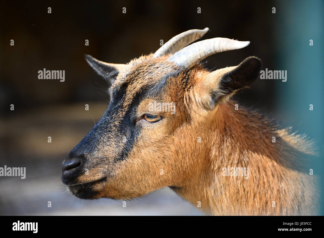 goat - spain Stock Photo - Alamy