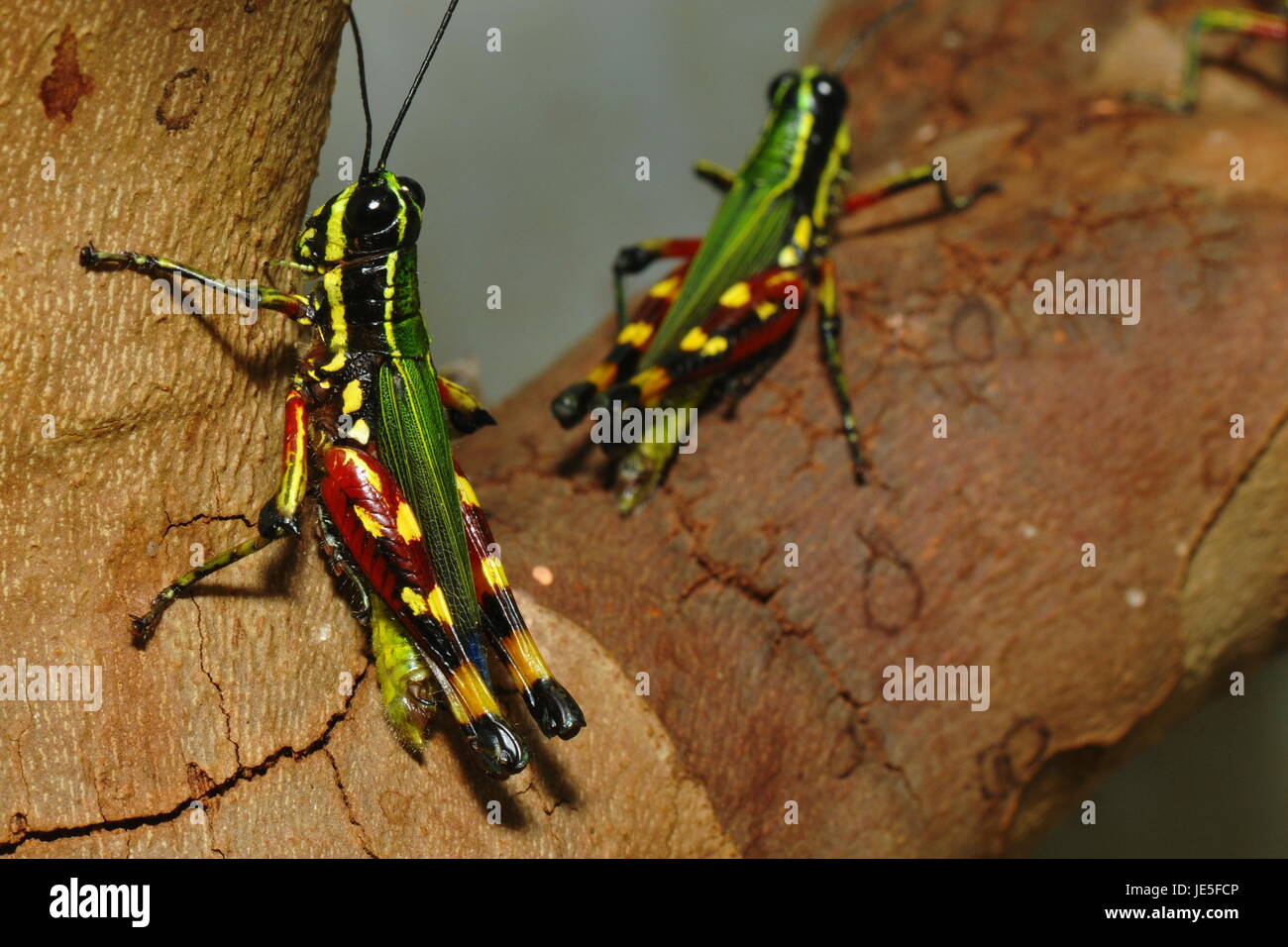 Mating locusts hi-res stock photography and images - Alamy