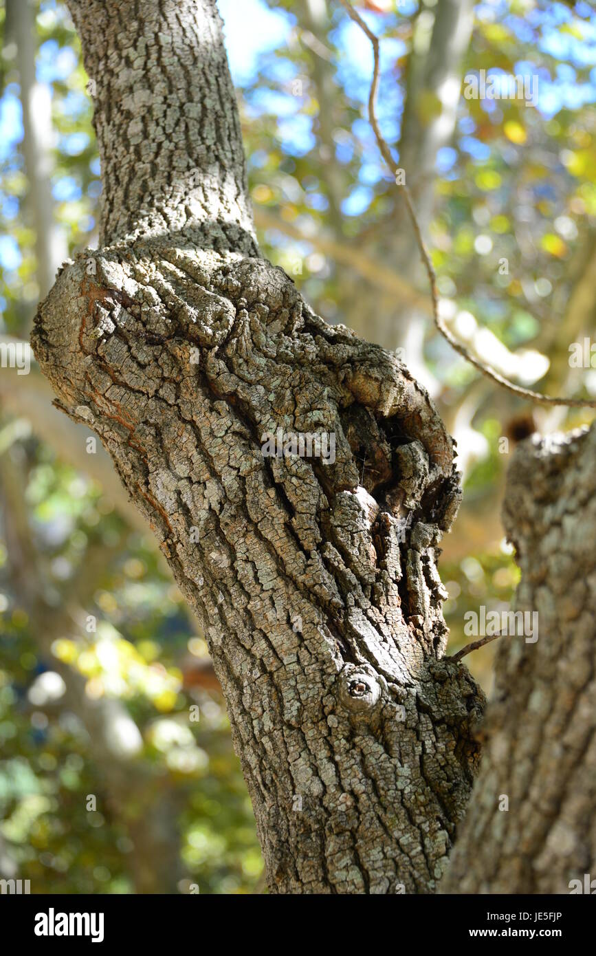 spanish landscapes - mallorca - pine Stock Photo - Alamy