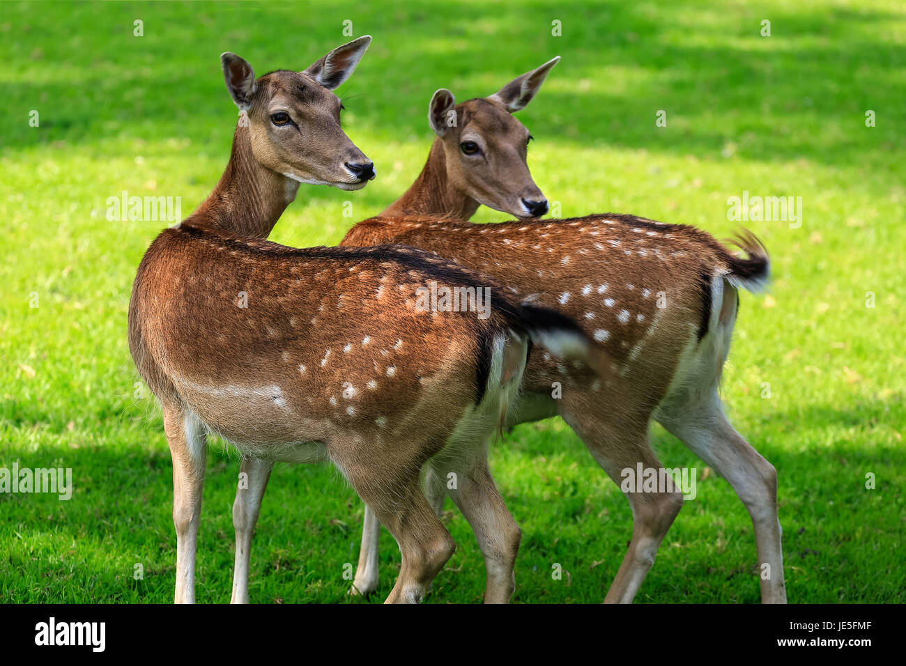 Fallow deer cow hi-res stock photography and images - Alamy