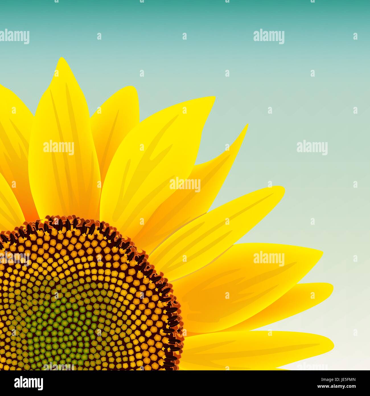 Sunflower vectors hi-res stock photography and images - Alamy