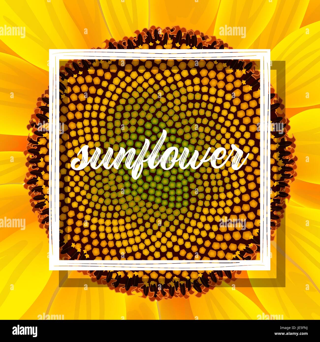 Sunflower vectors hi-res stock photography and images - Alamy