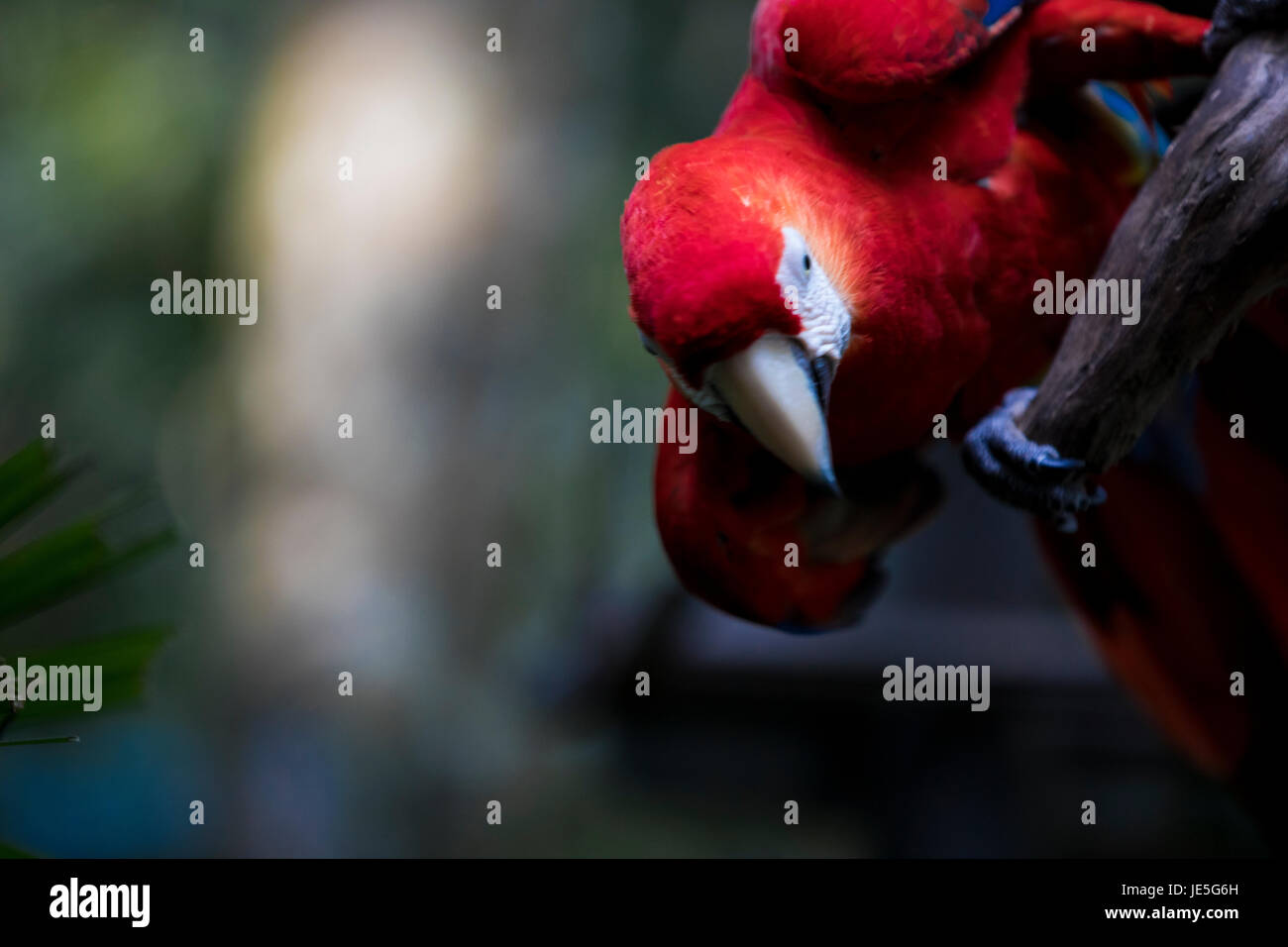 Parrot Costa Rica Stock Photo - Alamy