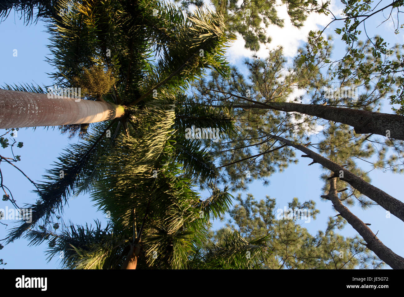 Sky view with trees hi-res stock photography and images - Alamy