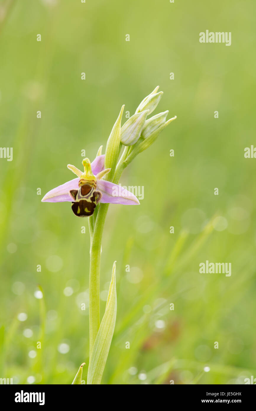 Bee orchid - Ophrys apifera Stock Photo - Alamy