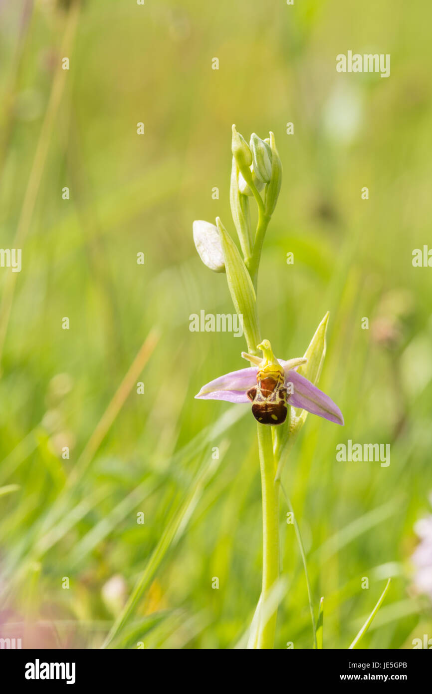 Bee orchid - Ophrys apifera Stock Photo - Alamy