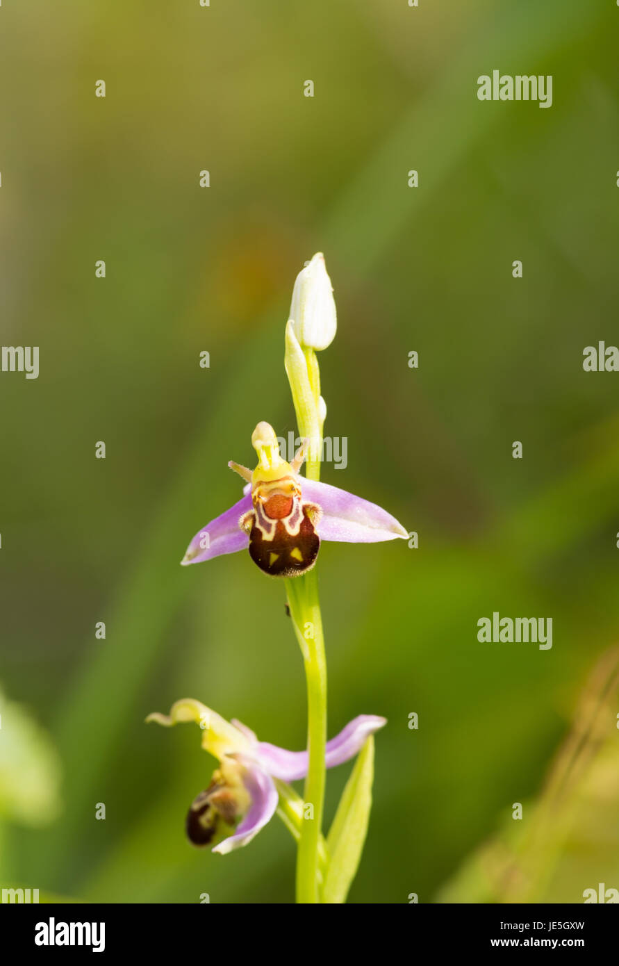 Bee orchid - Ophrys apifera Stock Photo - Alamy