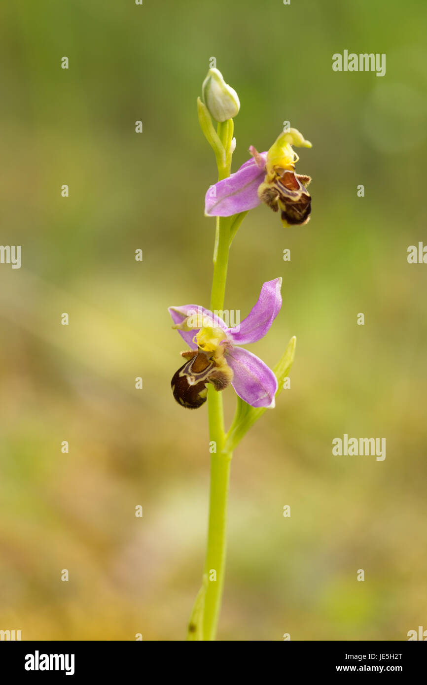 Bee orchid - Ophrys apifera Stock Photo - Alamy