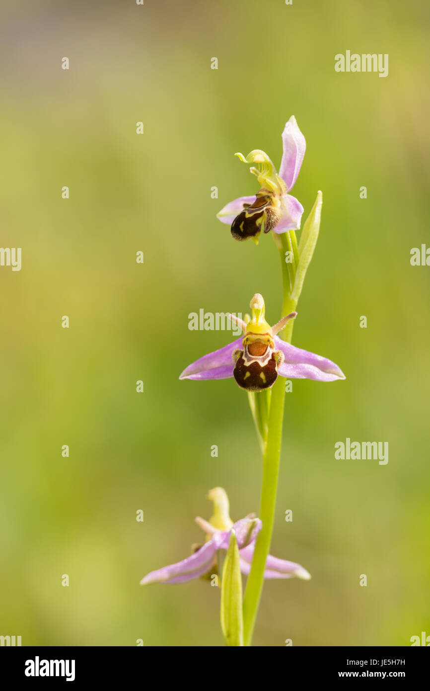 Bee orchid - Ophrys apifera Stock Photo - Alamy