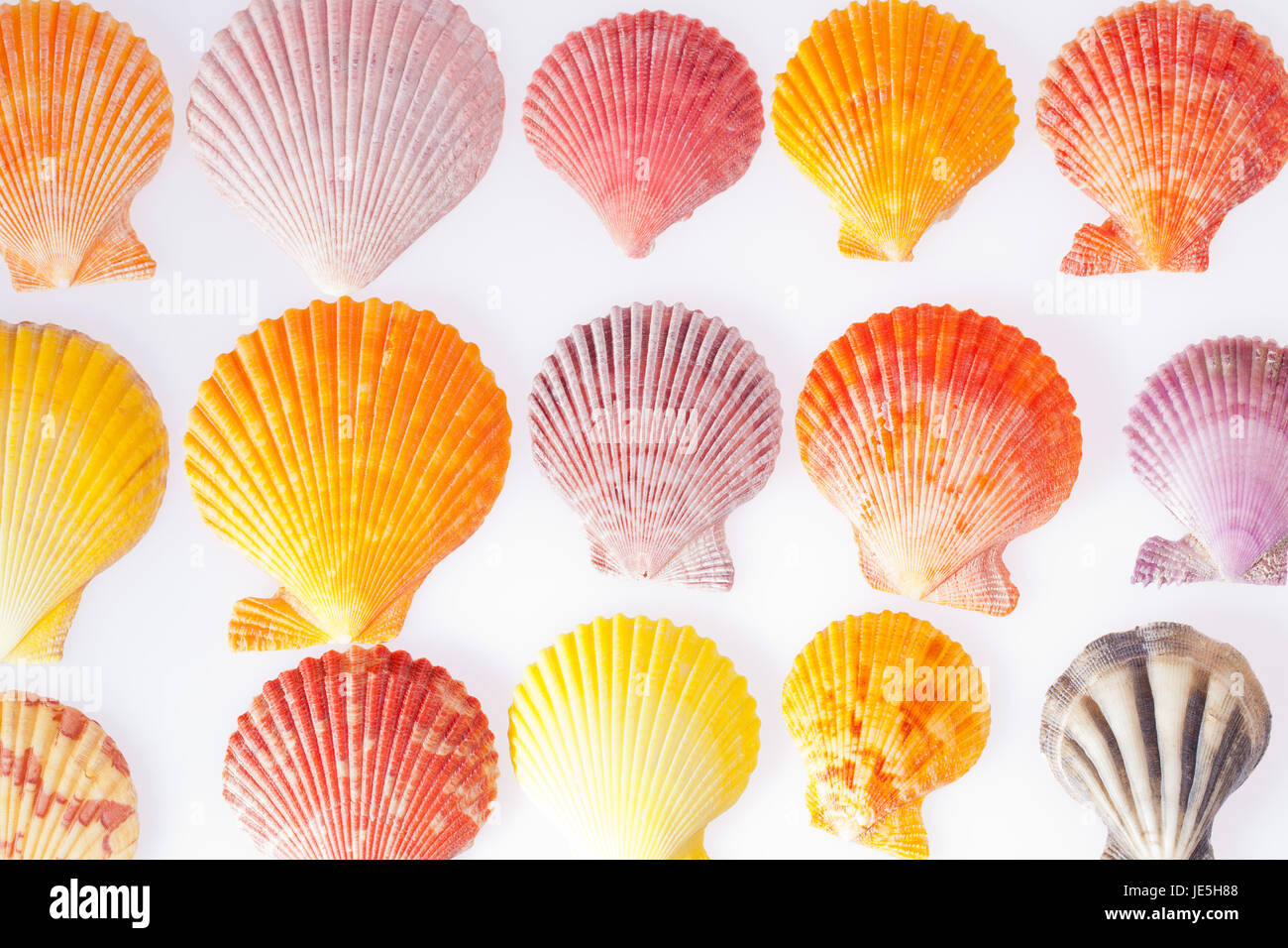 collection of various colorful seashells on white background Stock ...
