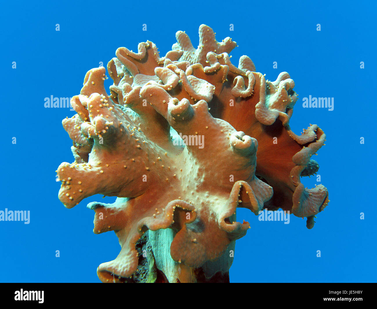 coral reef with soft coral isolated on blue water background Stock ...
