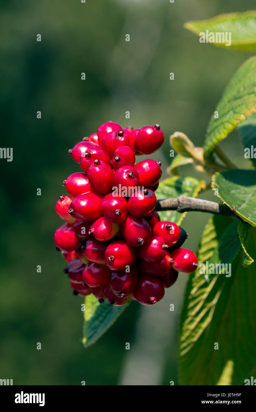 red fruits of wayfaring tree Stock Photo - Alamy