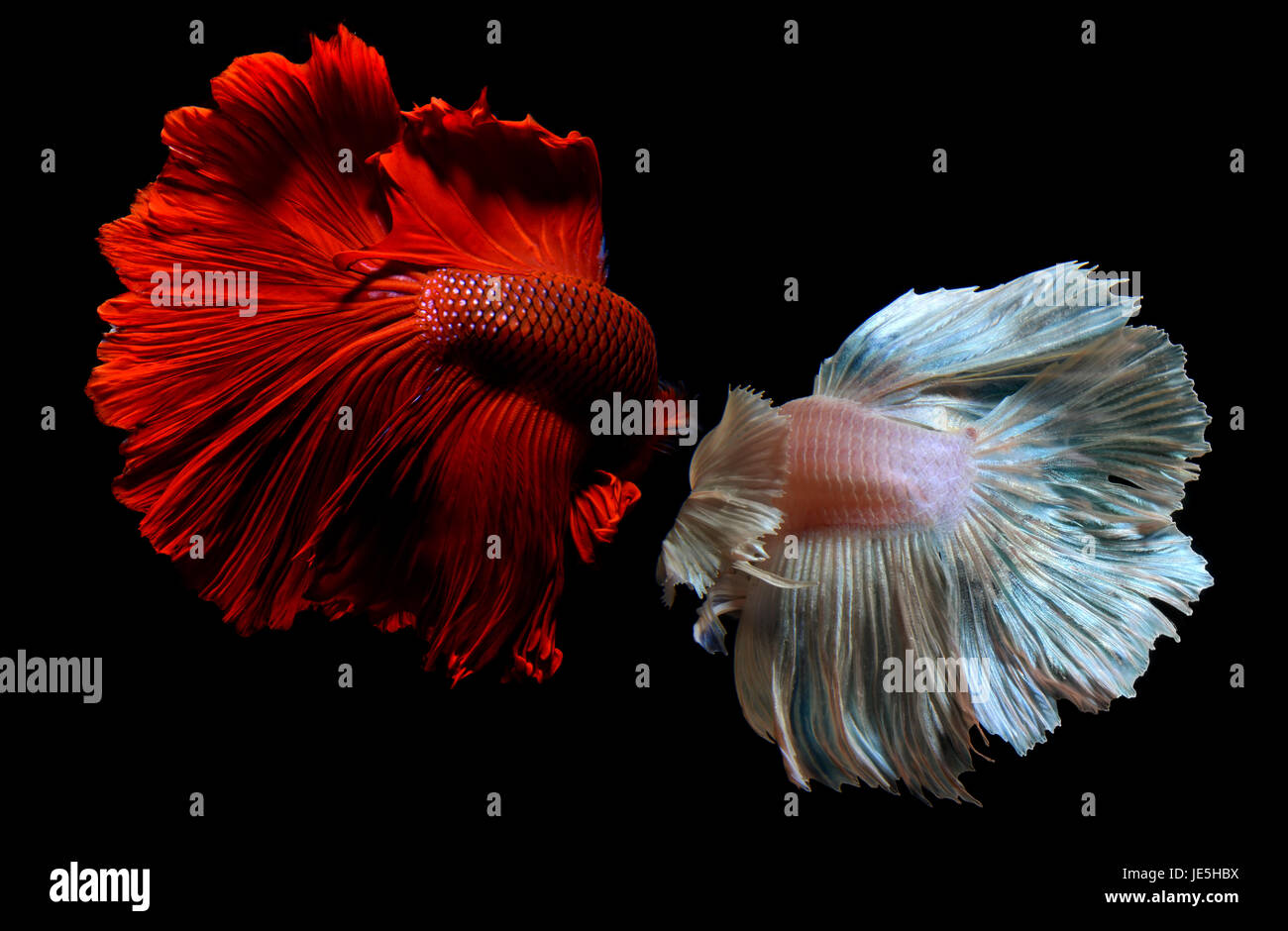 Plakat betta hi-res stock photography and images - Alamy