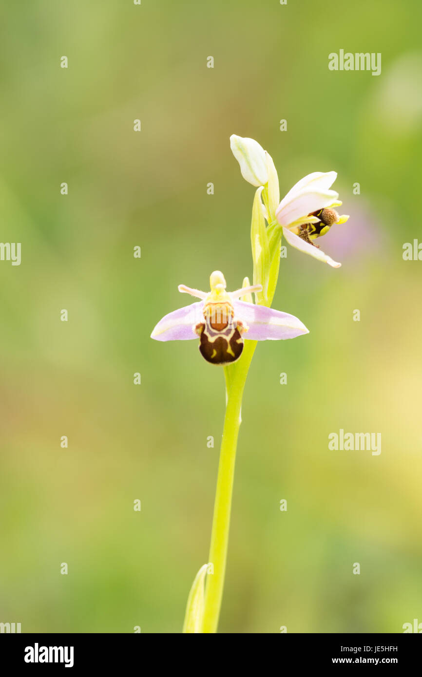 Bee orchid - Ophrys apifera Stock Photo - Alamy