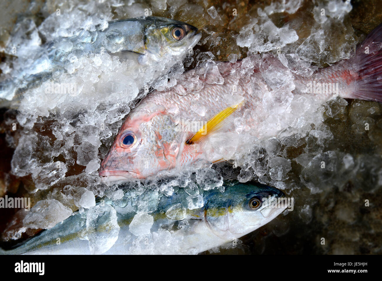 Fresh red snapper fish from fishery market with ice and other fishes ...