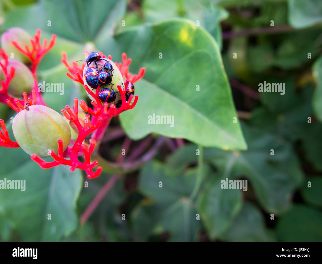 Green harlequin bug hi-res stock photography and images - Alamy