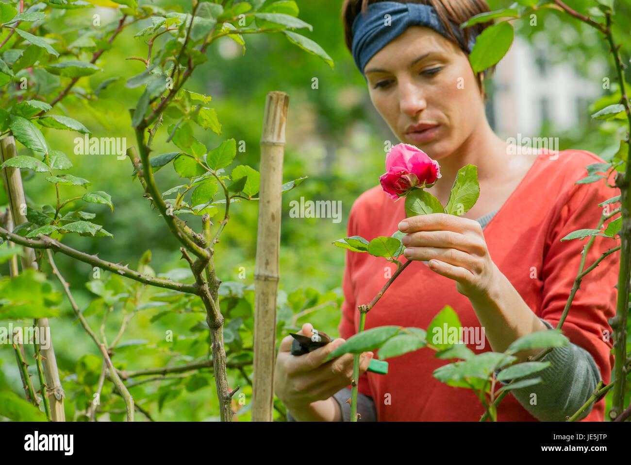 Woman pruning rosebush Stock Photo - Alamy
