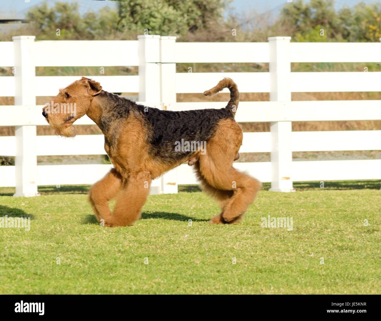 A profile view of a black and tan Airedale Terrier dog walking on the ...