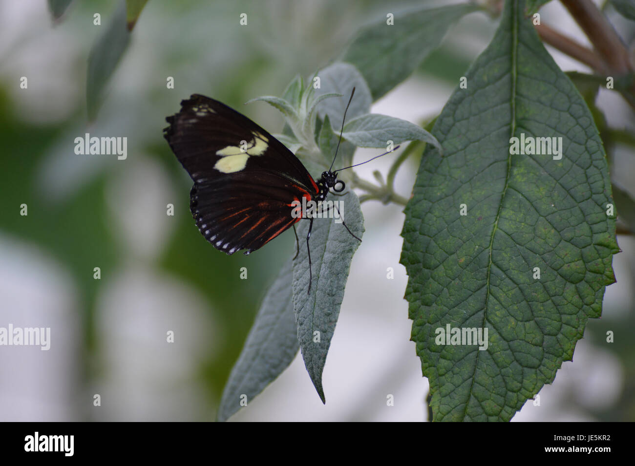 Butterfly in the garden Stock Photo - Alamy