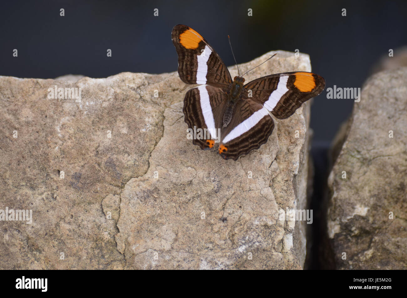 Butterfly in the garden Stock Photo - Alamy